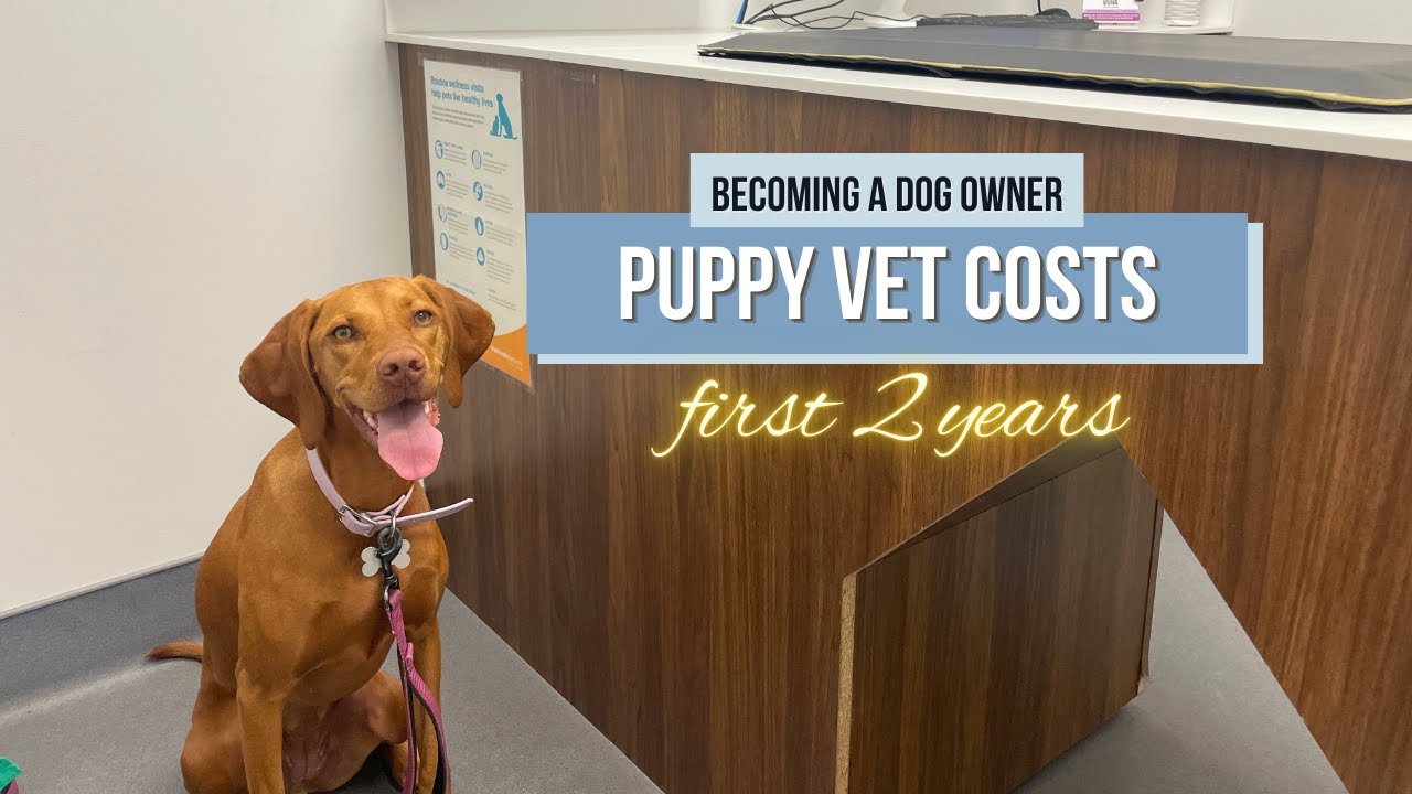 Vet Bills & Expenses: The First 2 Years with Willa - What to Expect ...