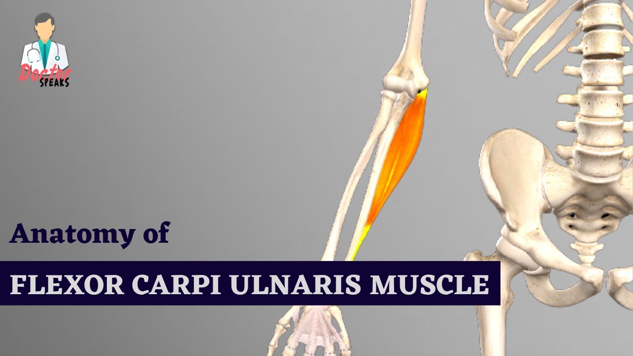 Flexor Carpi Ulnaris Muscle Anatomy | Superficial Muscle of Anterior ...