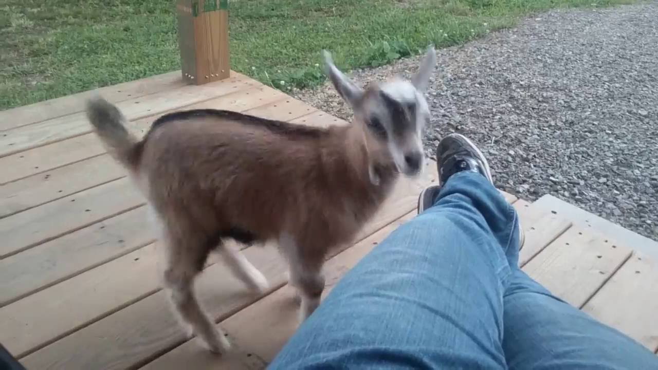 Clara the wiggly lap goat - YouTube