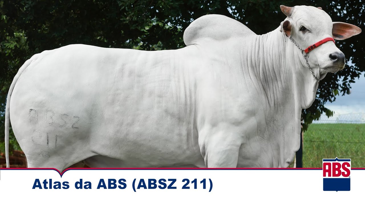 ATLAS DA ABS (ABSZ 211) - Touro Nelore ABS - YouTube