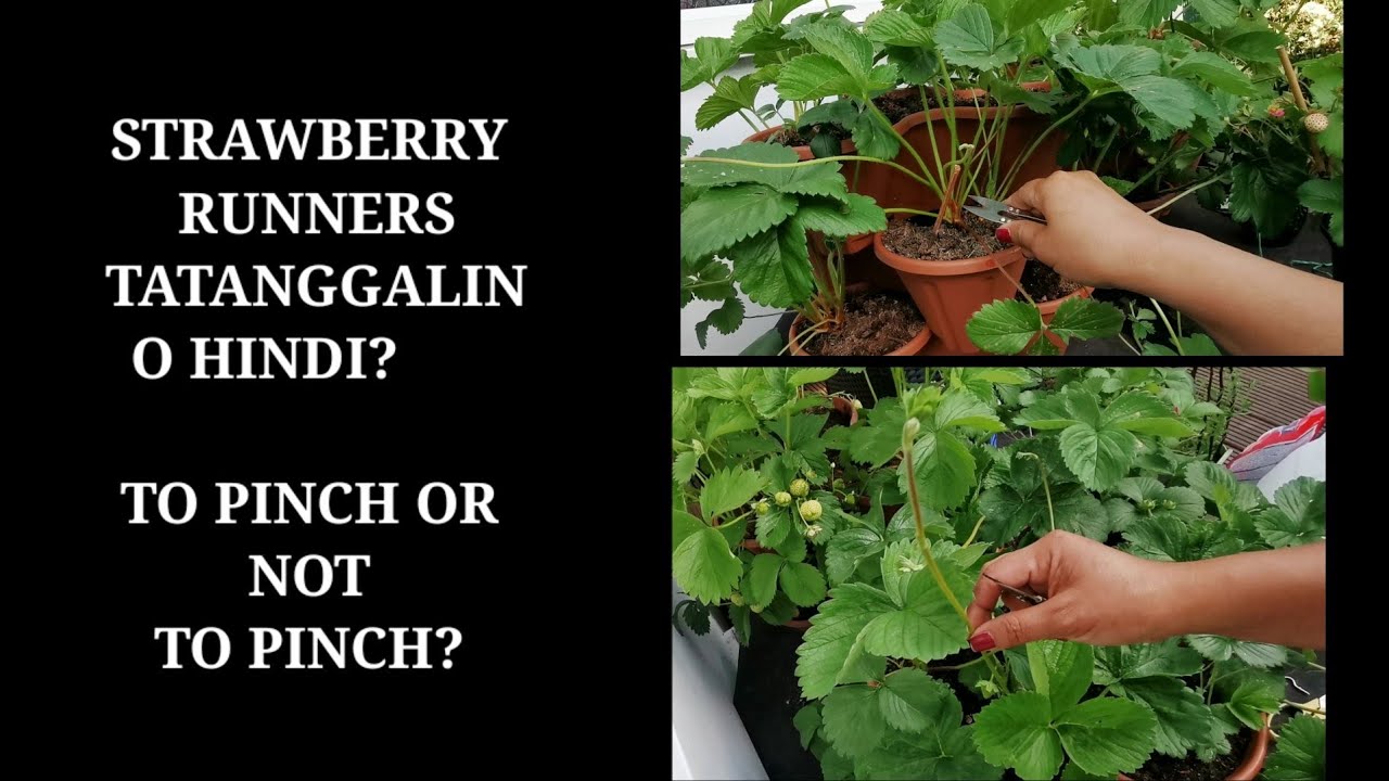 STRAWBERRY RUNNERS TO PINCH OR NOT TO PINCH - YouTube