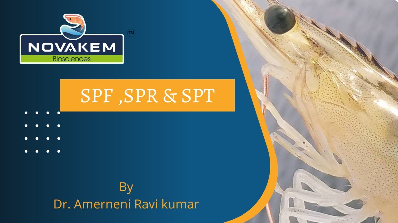 What is SPF , SPR and SPT status of shrimp population? - YouTube