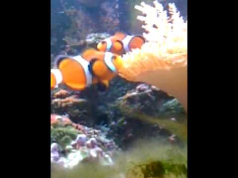 My nano tank- clown fish hosting a soft coral - YouTube