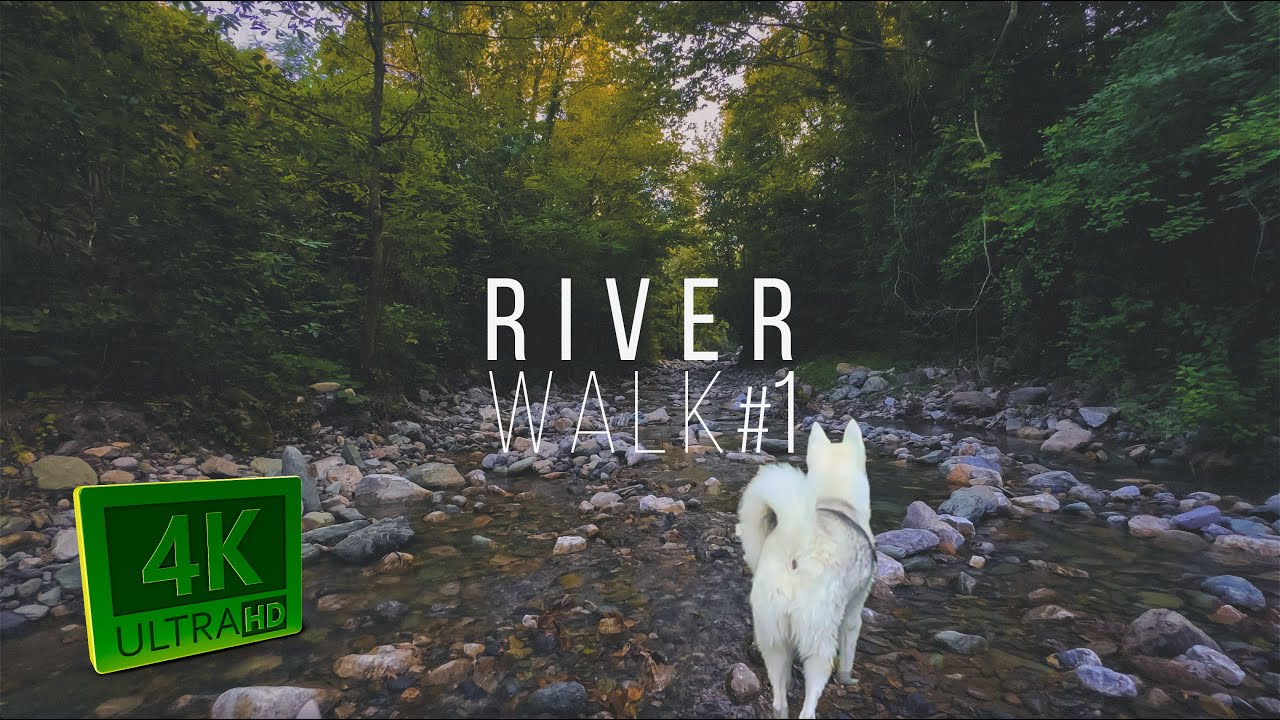 DogTube / Virtual Walking by the River with a Husky Dog | 4k Relaxation ...
