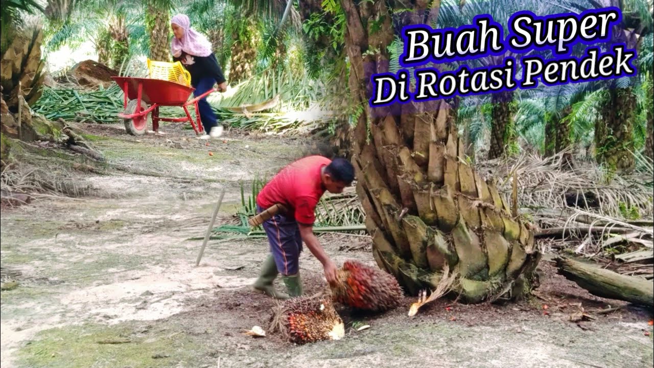 Panen di Rotasi Pendek Buahnya Super || Langsung Kutip Biji ...