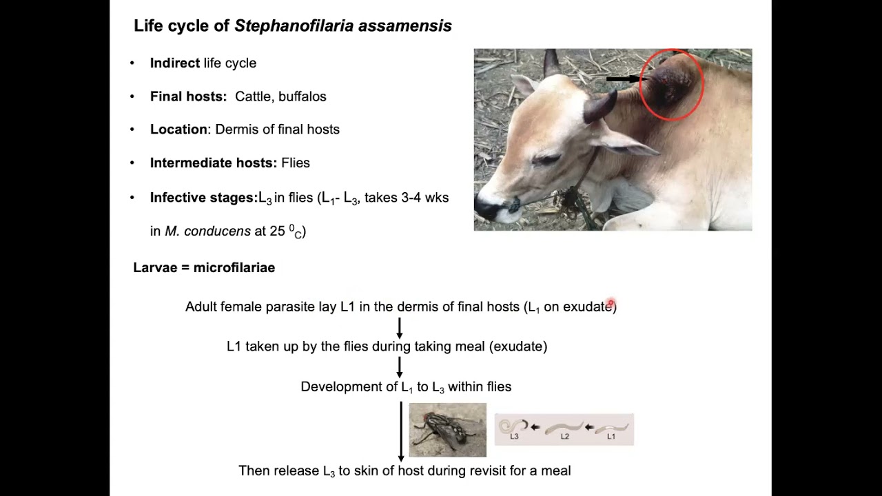 Stephanofilariasis_Humpsore_Stephanofilaria assamensis II Full lecture ...