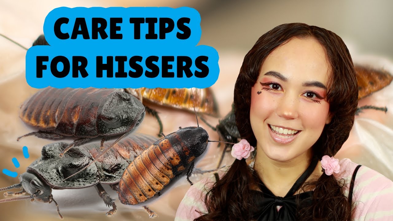 How to BREED & RAISE Madagascar HISSING COCKROACHES as FEEDERS at HOME ...