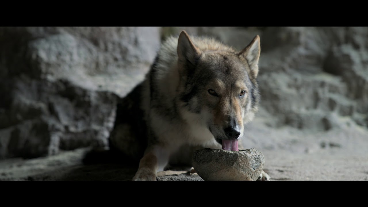 Cachorro Alfa Historia Verdadeira Pessoas Trailer Legendado De Alfa