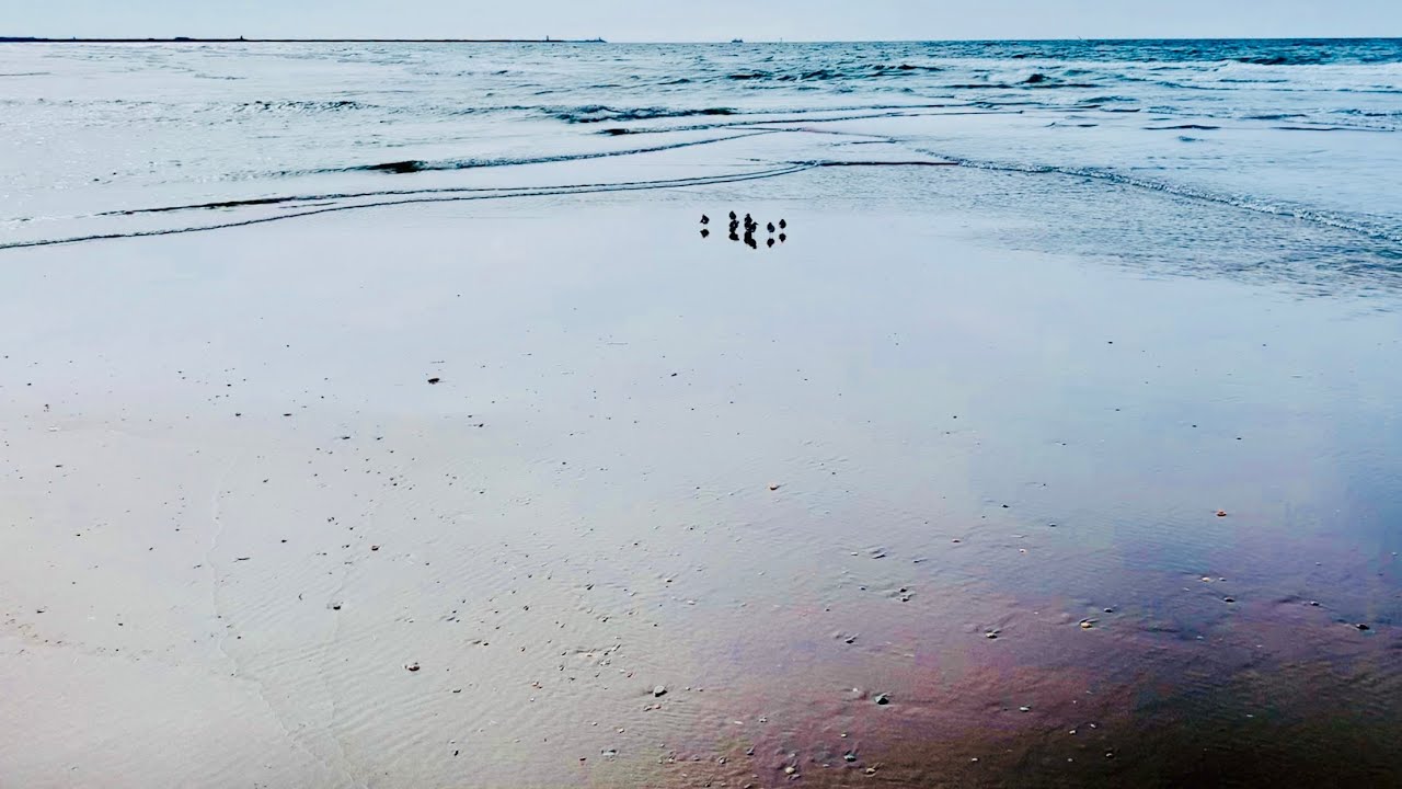 Plovers and Seagulls on the Dutch coast - YouTube