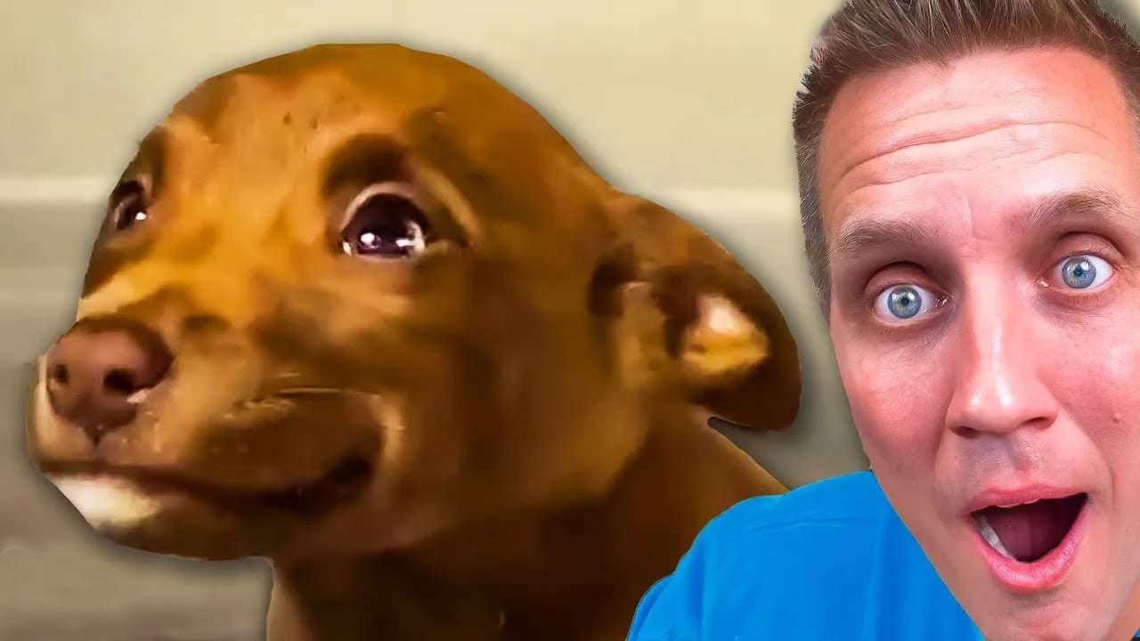 dog rescue videos - dog rescue videos transformation- rescue animal ...