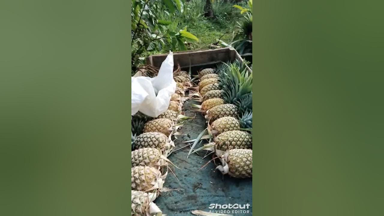 Harvest Muna Tayo NG pinya mga ka hunter at ka farmers - YouTube