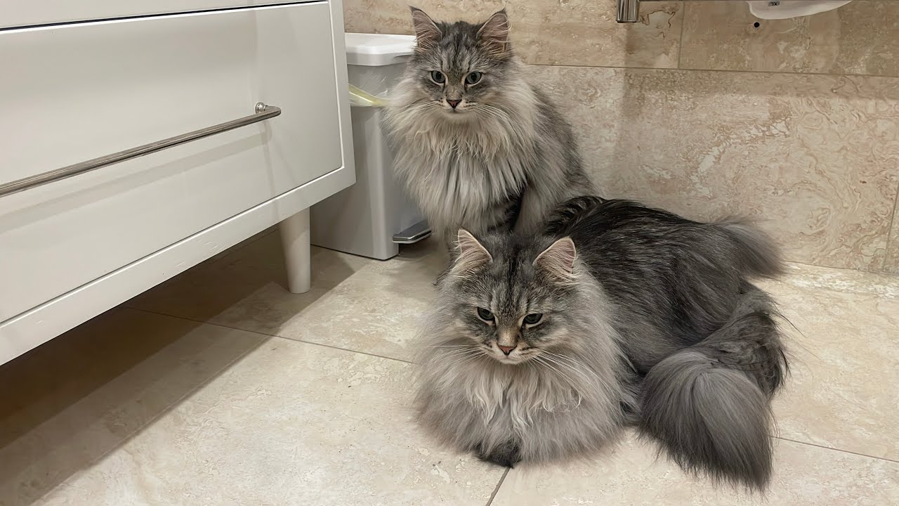 Do These Cats Look Suspicious to You? - YouTube