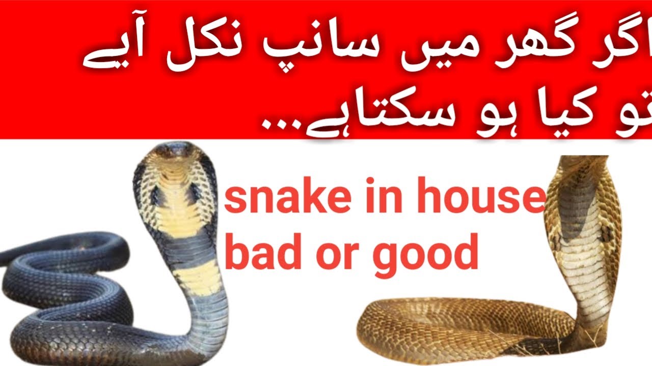 Saanp l Snake ka ghar me rehna acha hey ya bura hey l Snake in house l ...