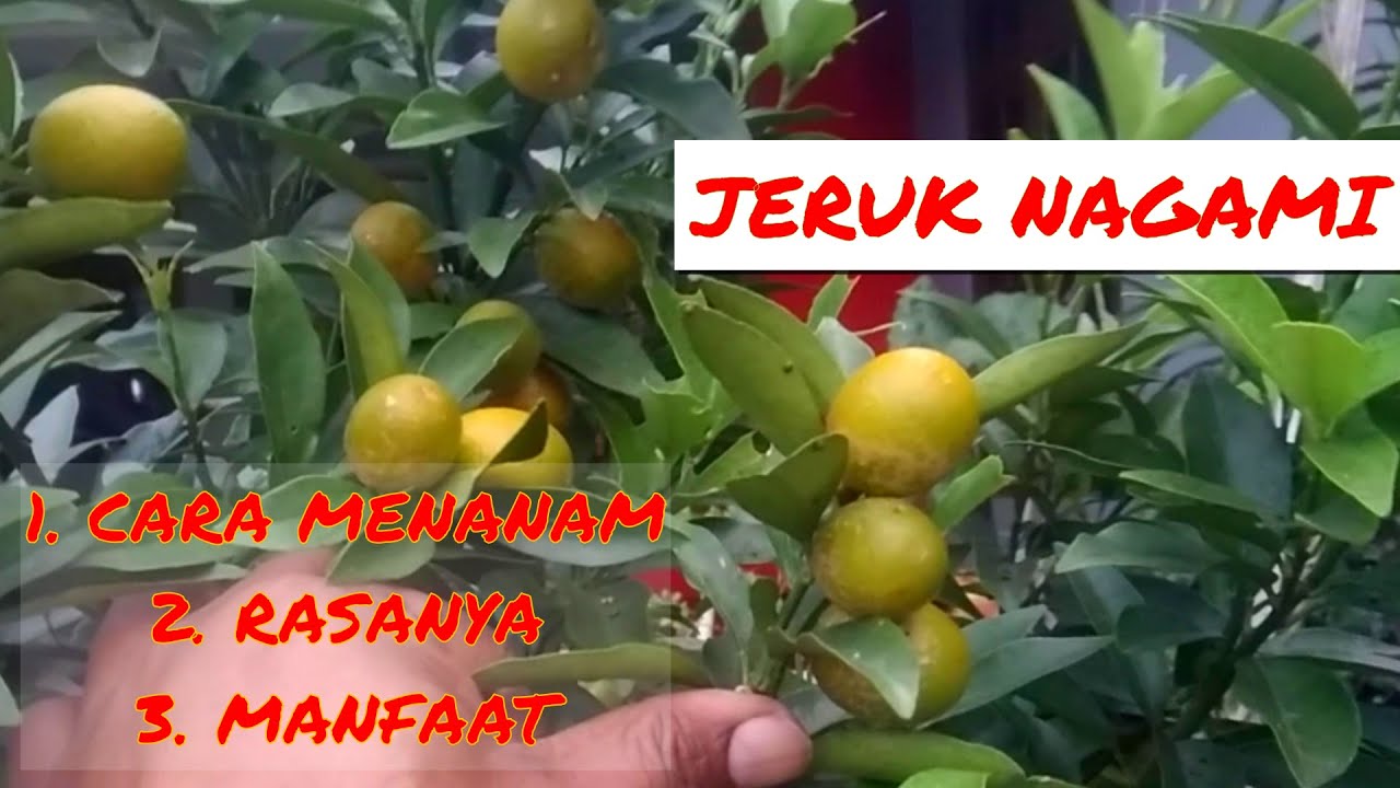 CARA MENANAM, RASA, MANFAAT JERUK NAGAMI || TABULAMPOT JERUK NAGAMI ...