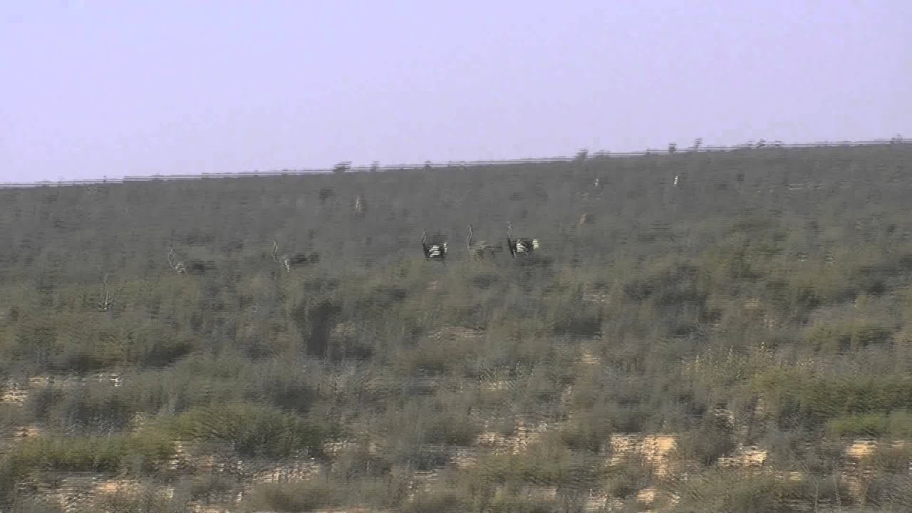 duurjoogta jariiban iyo garacad - YouTube