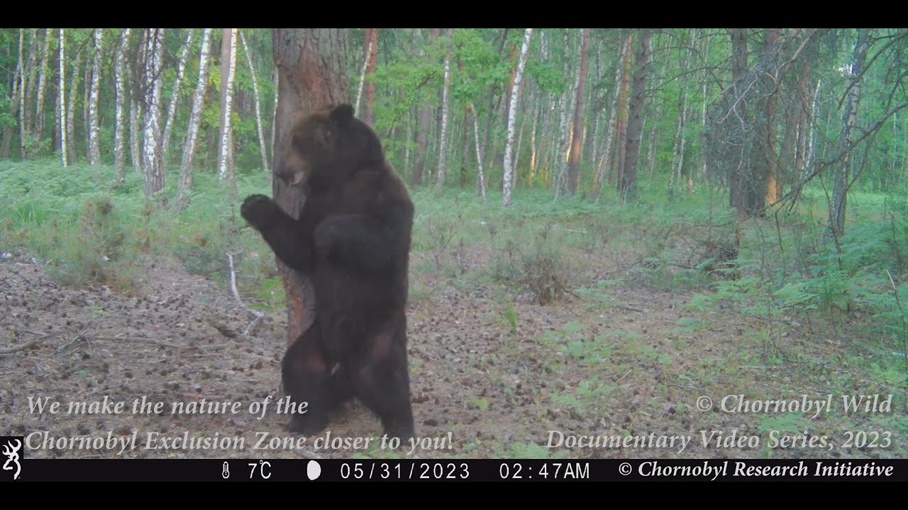 Rare footage: Dancing Brown Bear (Ursus arctos) in the Chornobyl ...