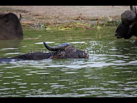 Crocodile takes down Buffalo in the water