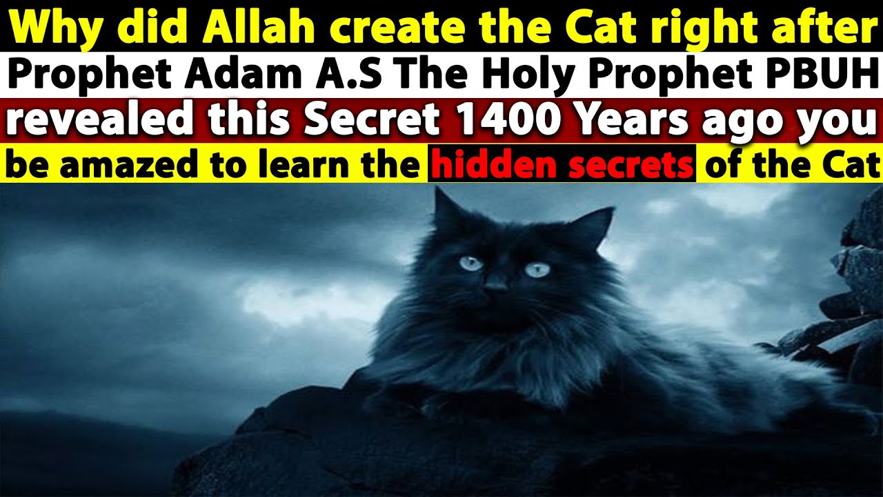 Why Did Allah Create the Cat Right After Prophet Adam? Hidden Islamic ...