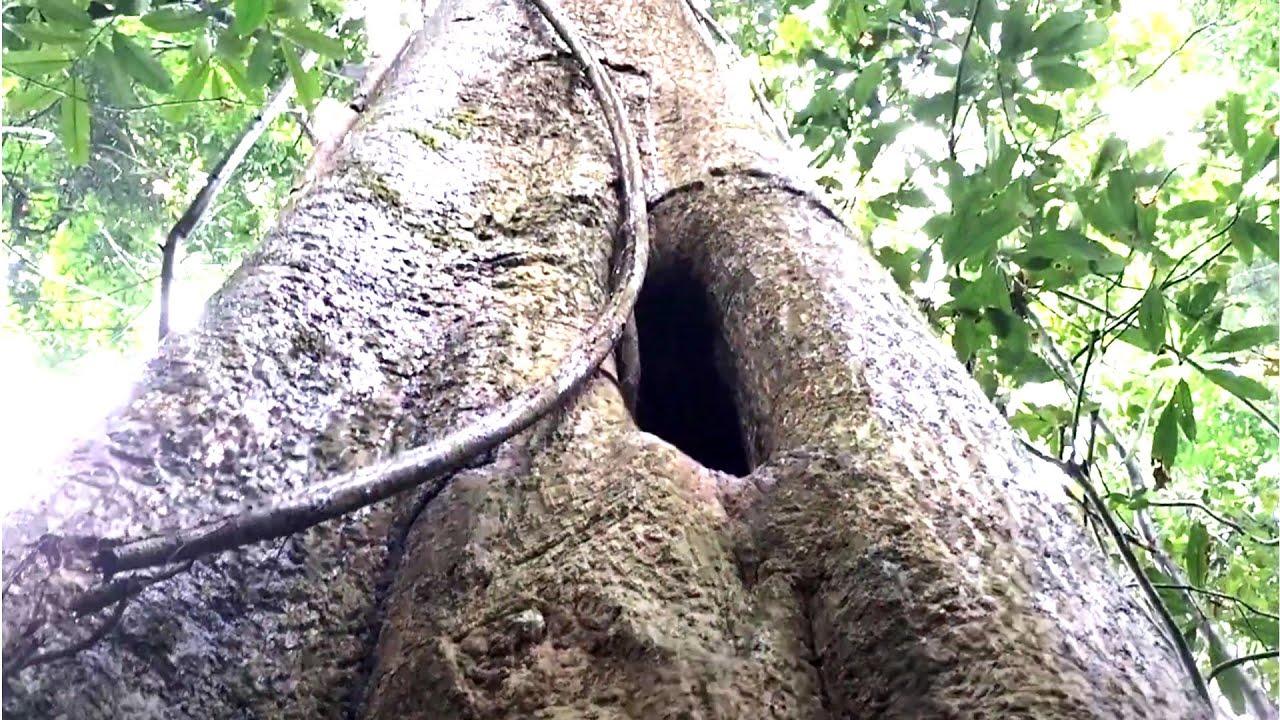 Exploring the tropical rainforest, Immerse yourself in nature with ...