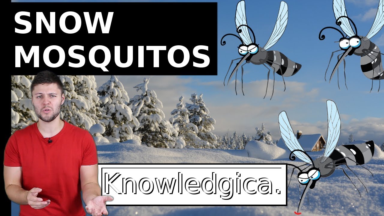 Snow Mosquito