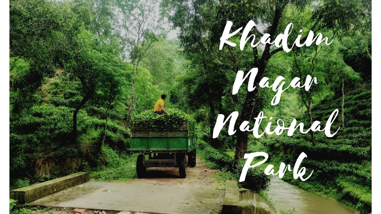 খাদিম নগর জাতীয় উদ্যান । Khadim Nagar National Park । Sylhet । Tree ...