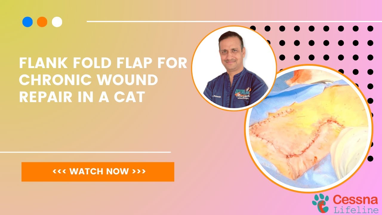 Flank Fold Flap For Chronic Wound Repair In A Cat | Cessna Lifeline ...