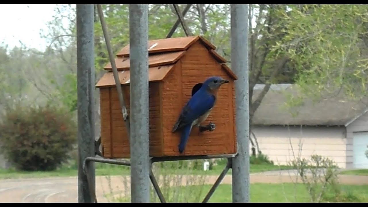 Bluebirds Make Their Home in the Back Yard - YouTube