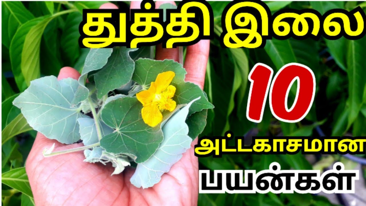 துத்தி இலை பயன்கள்/thuthi ilai uses/மூலம் மலச்சிக்கல் வெள்ளைப்படுதல் ...
