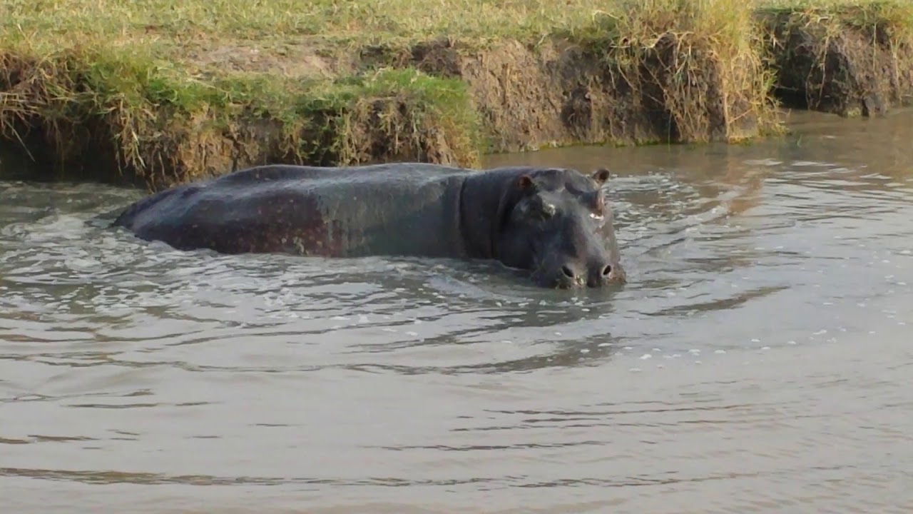 Hippo scratching - YouTube