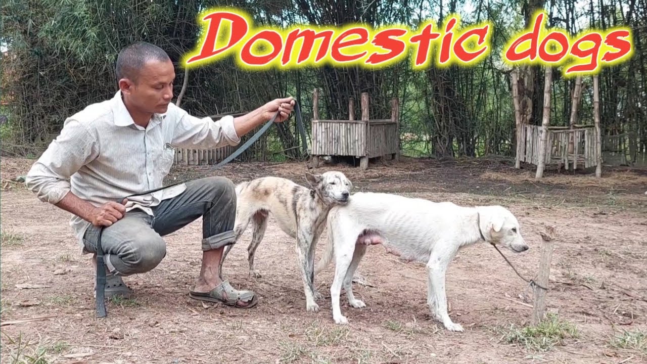 Breeding domestic dogs, raising dogs again because they are loyal ...