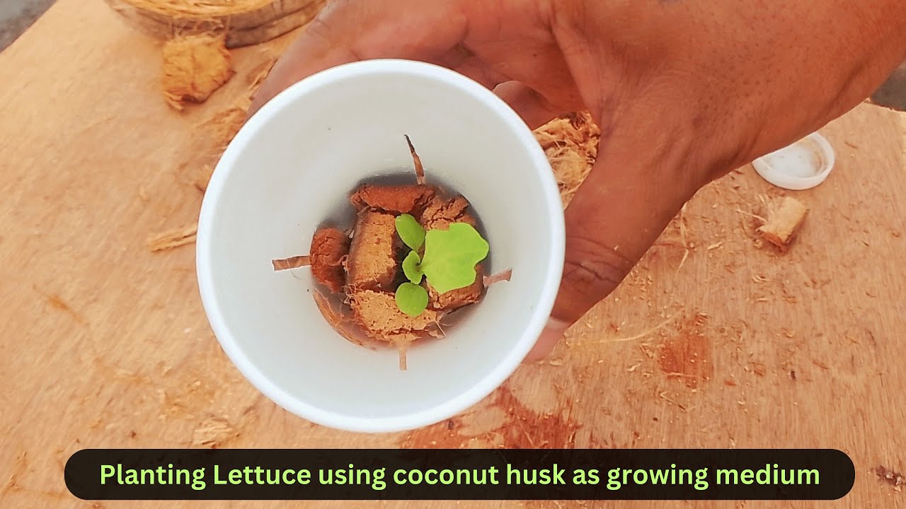 Hydroponics for Beginners: Using Coconut husk as an alternative growing ...
