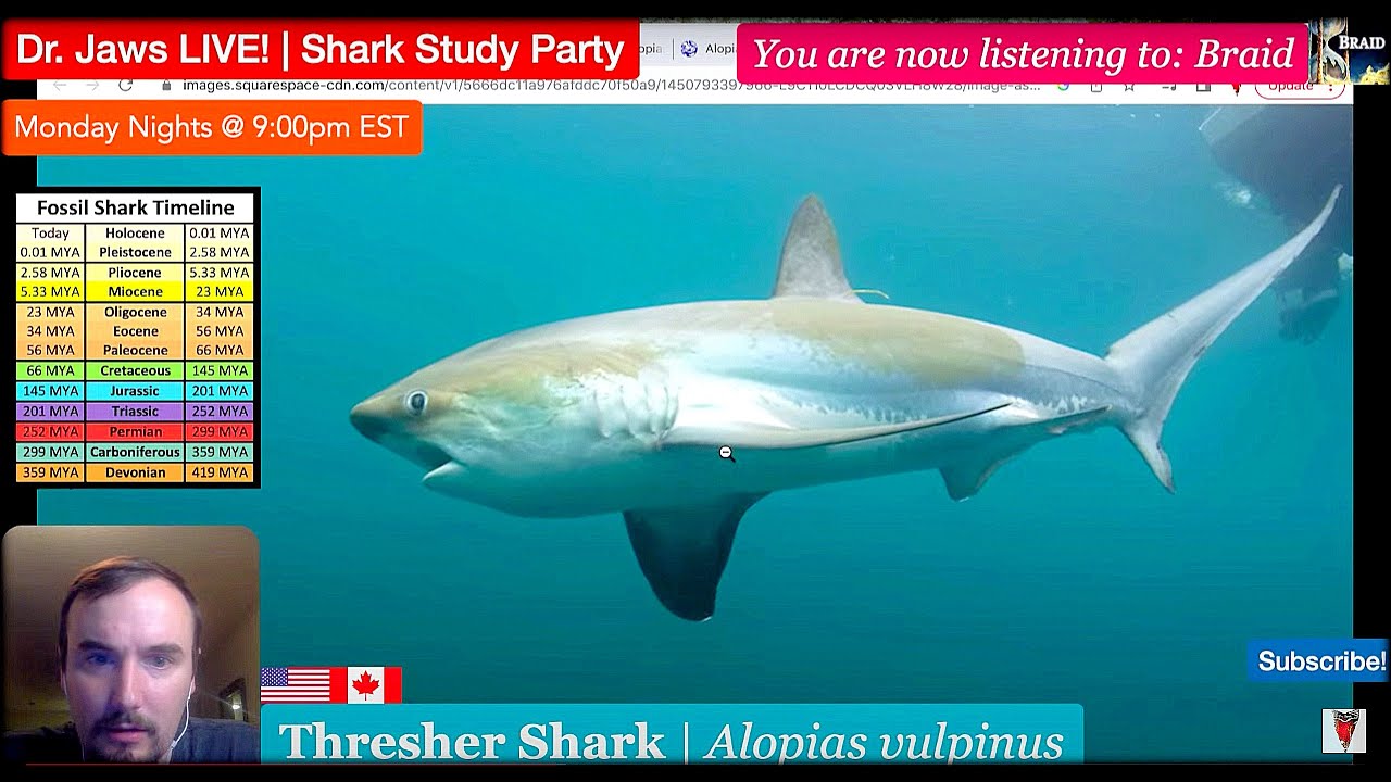 Dr. Jaws LIVE! #26 Thresher Shark Study Party - YouTube