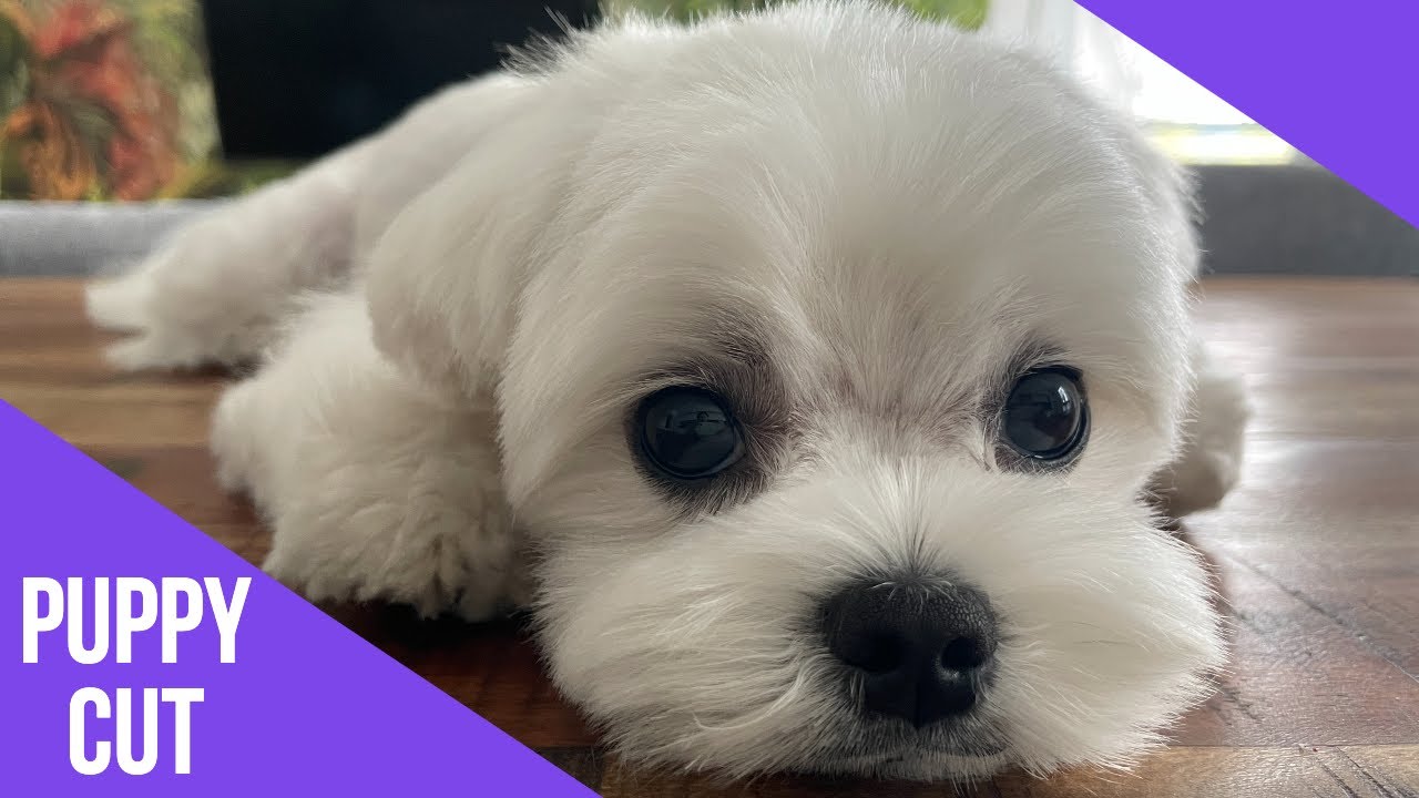 DAY WITH A BEAUTIFUL PUPPY ️ ASIAN FUSION CUT & GROOMING - YouTube