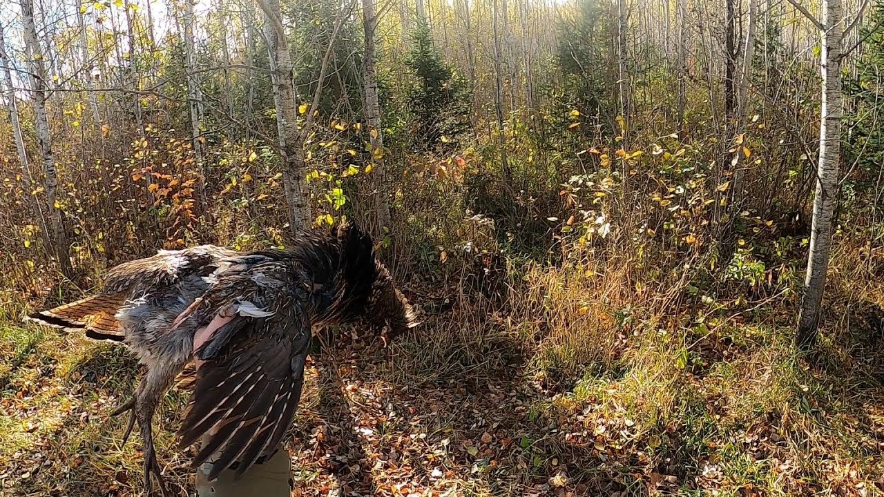 Grouse & Pheasant hunting in Minnesota - YouTube