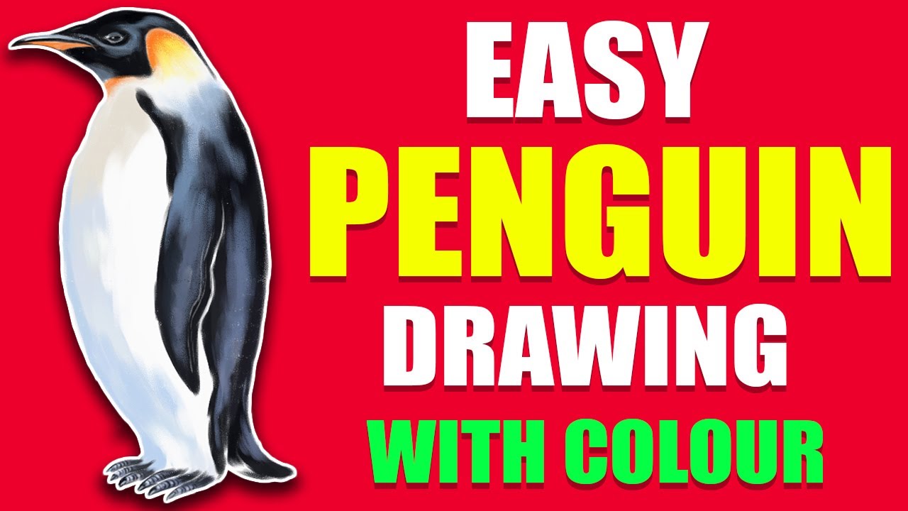 EASY PENGUIN DRAWING WITH COLOUR | Easy penguin drawing | Penguin ...