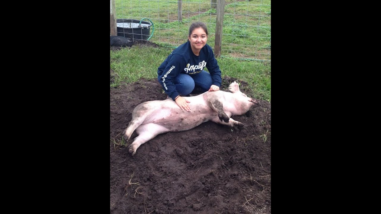 Babe FFA Pig Project (fun) - YouTube