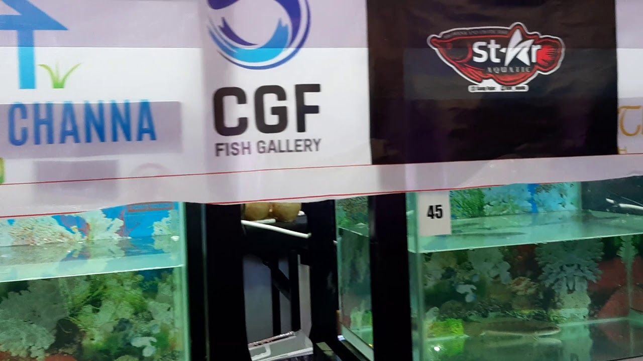 CHANNA CONTEST PIALA PRABU KUSUMO JCM PART1 NO PERSERTA 1 sampai 12 dan ...