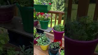My garden deck ☘️🌷🌱