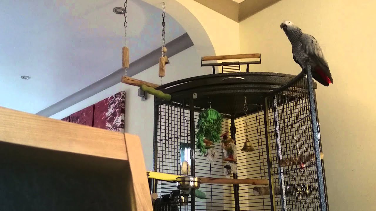 arnie our pet african grey parrot - YouTube