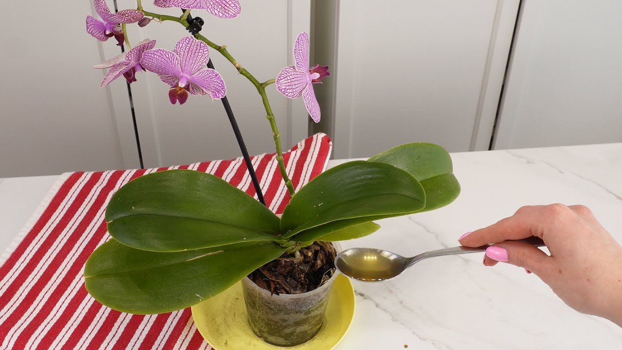 Gieße die Orchidee damit. Du wirst die neuen Triebe kaum zählen können ...