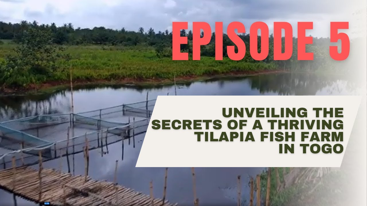 Inside one of the biggest Tilapia fish farms in Togo. EPISODE 5 - YouTube