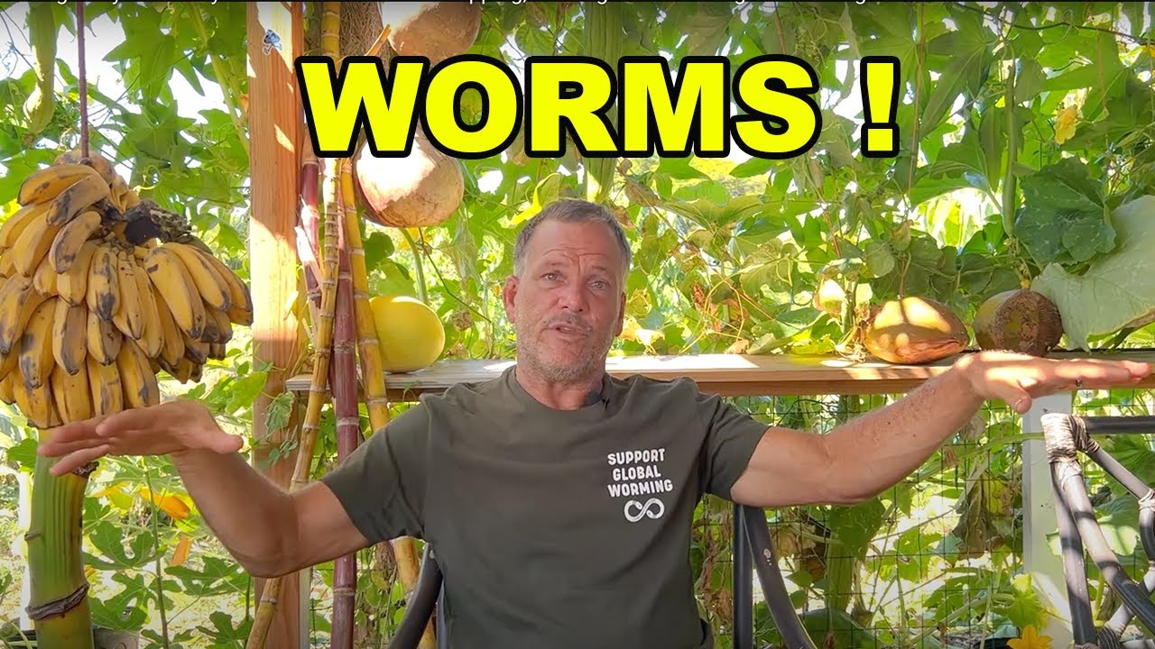 Talking story with Eddy about WORMS! Worm trapping, utilizing worms in ...