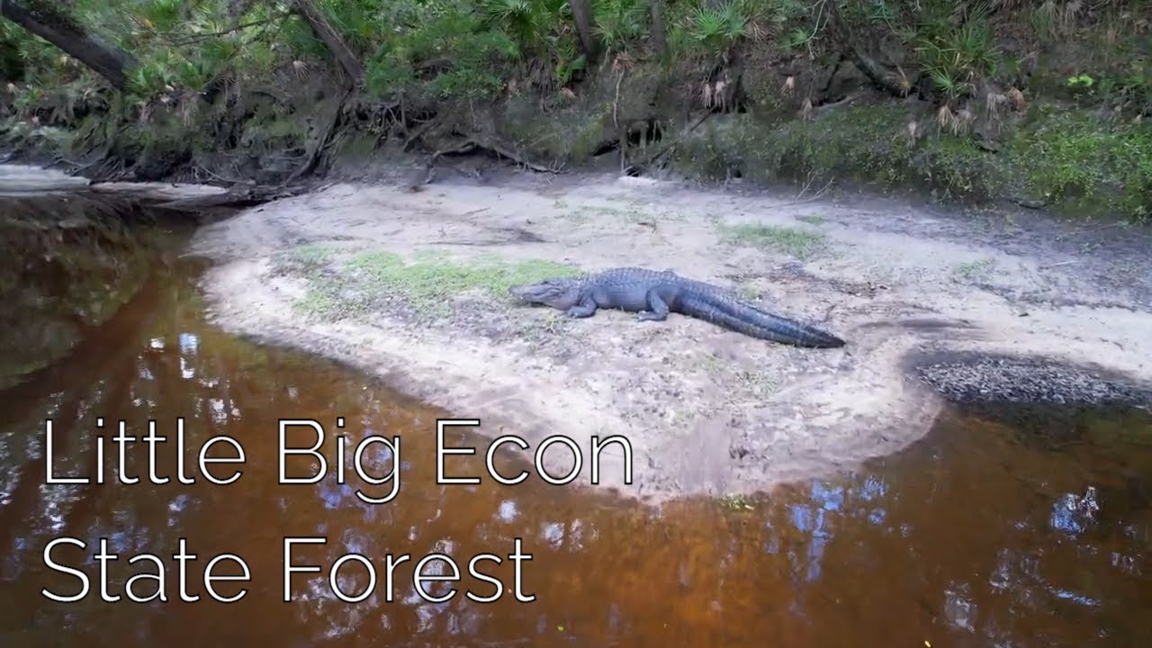 Little Big Econ State Forest | 6 miles hiking | Alligators | Florida ...