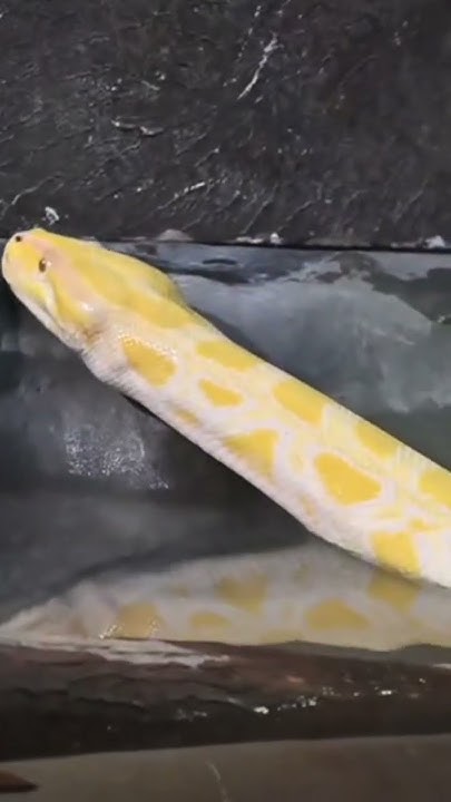 Big Burmese Python 🐍💛 #beautiful #creature #snake #snakevideo #wildlife ...