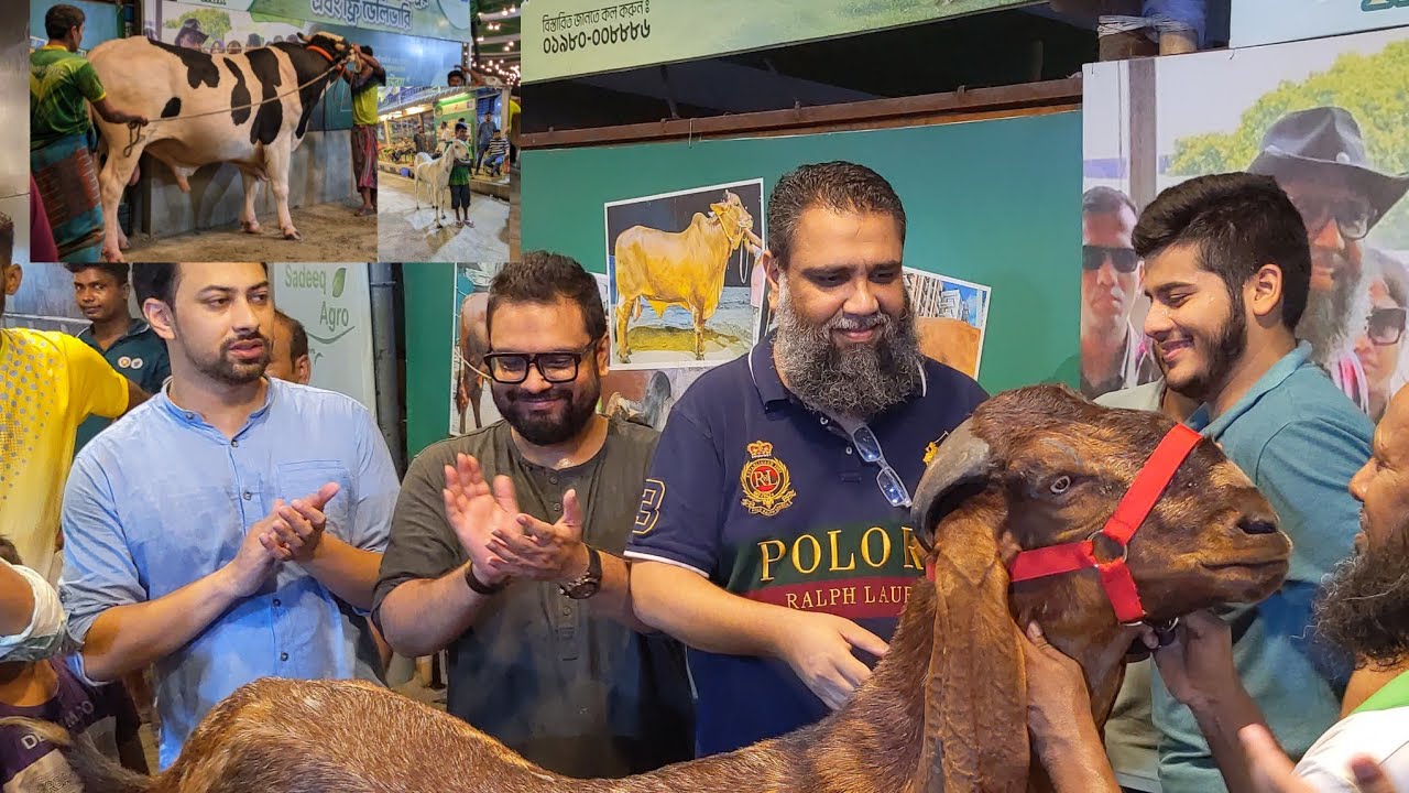 Sadeeq Agro || Sadeeq Agro 2024 collection|| live sold cow || 🐃🐄🐂 - YouTube