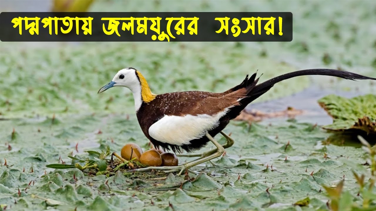 জলময়ুরের জীবন কাহিনী | Bird story - 115 | The life story of Pheasant ...