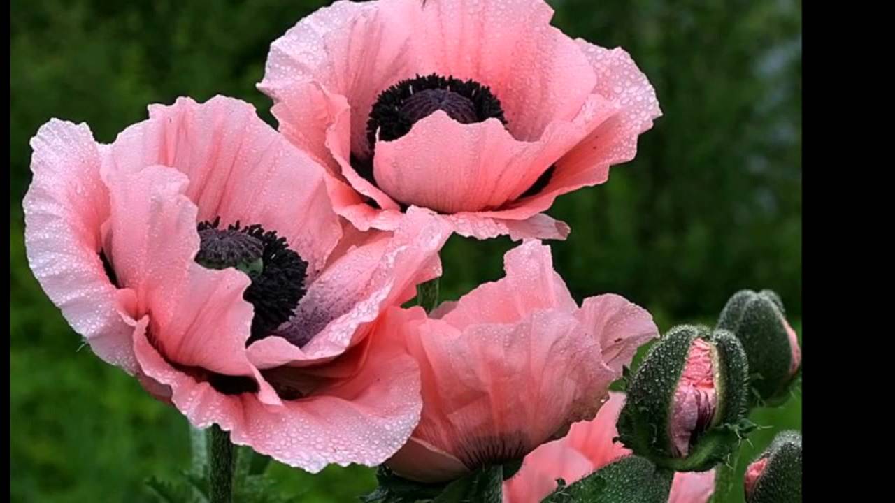 Maci înfloriţi - YouTube