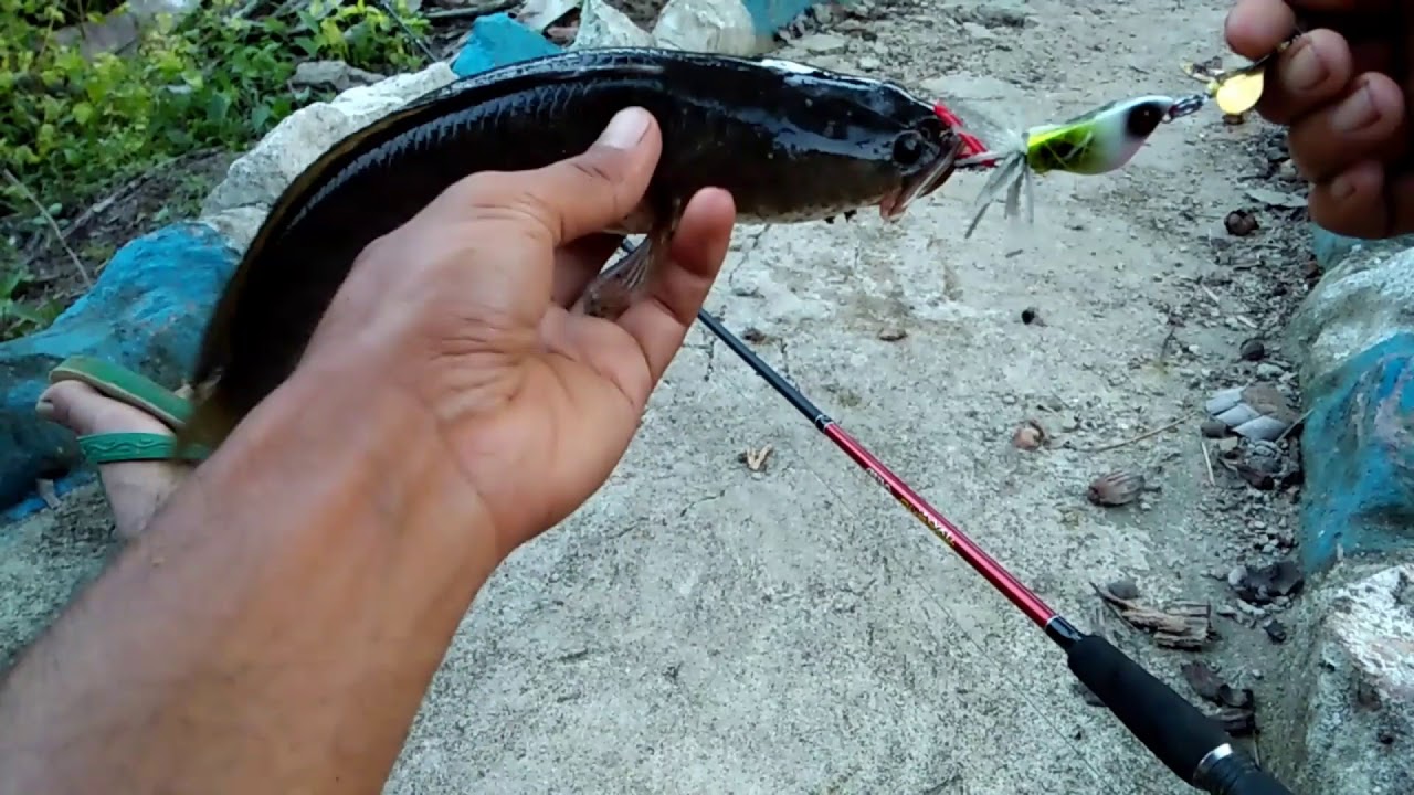 casting ikan gabus gak pakek lama langsung di sambar - YouTube