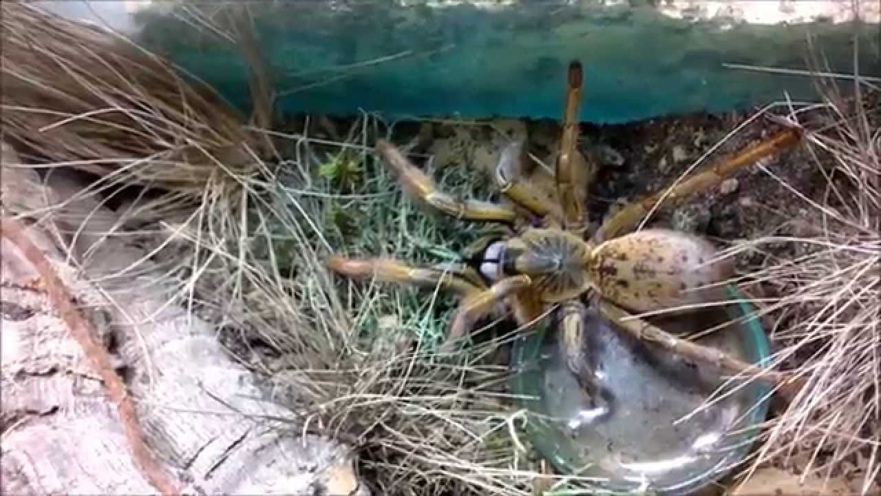 Prezentacja i oferta Augacephalus breyeri - YouTube