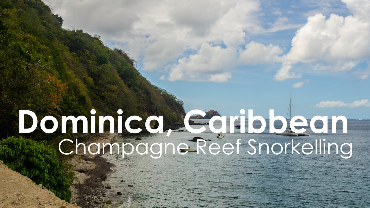 Dominica Champagne Reef Snorkelling - YouTube